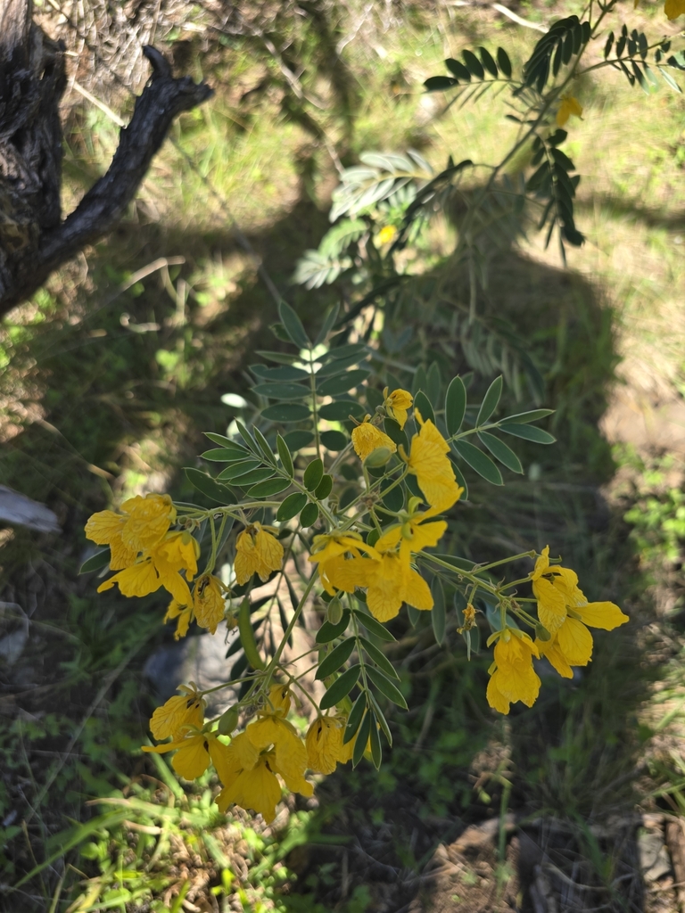 Lindheimer's Senna from Uvalde County, US-TX, US on November 19, 2024 ...