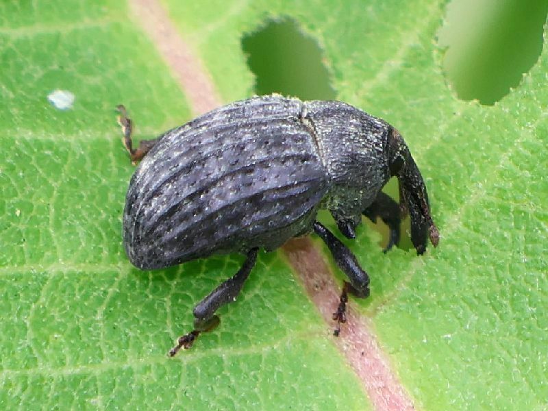 Milkweed Stem Weevil from Oakland Lake Wildflower Meadow, Bayside ...