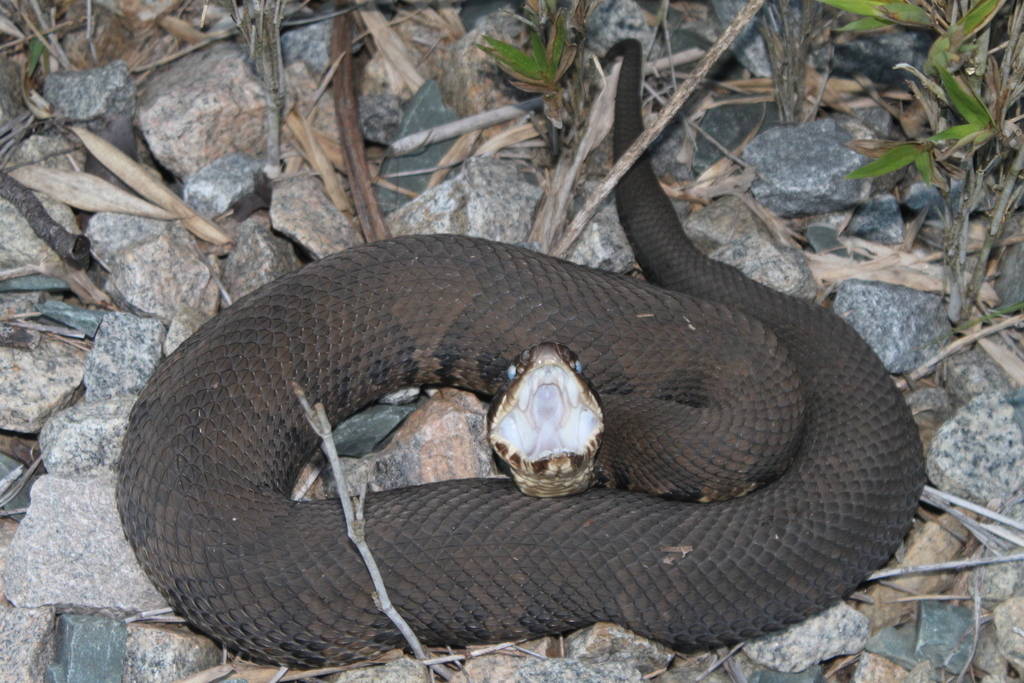 Northern Cottonmouth from Berkeley County, SC, USA on October 8, 2015 ...
