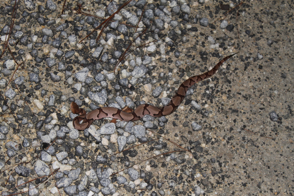 Eastern Copperhead from Berkeley County, SC, USA on October 08, 2015 at ...