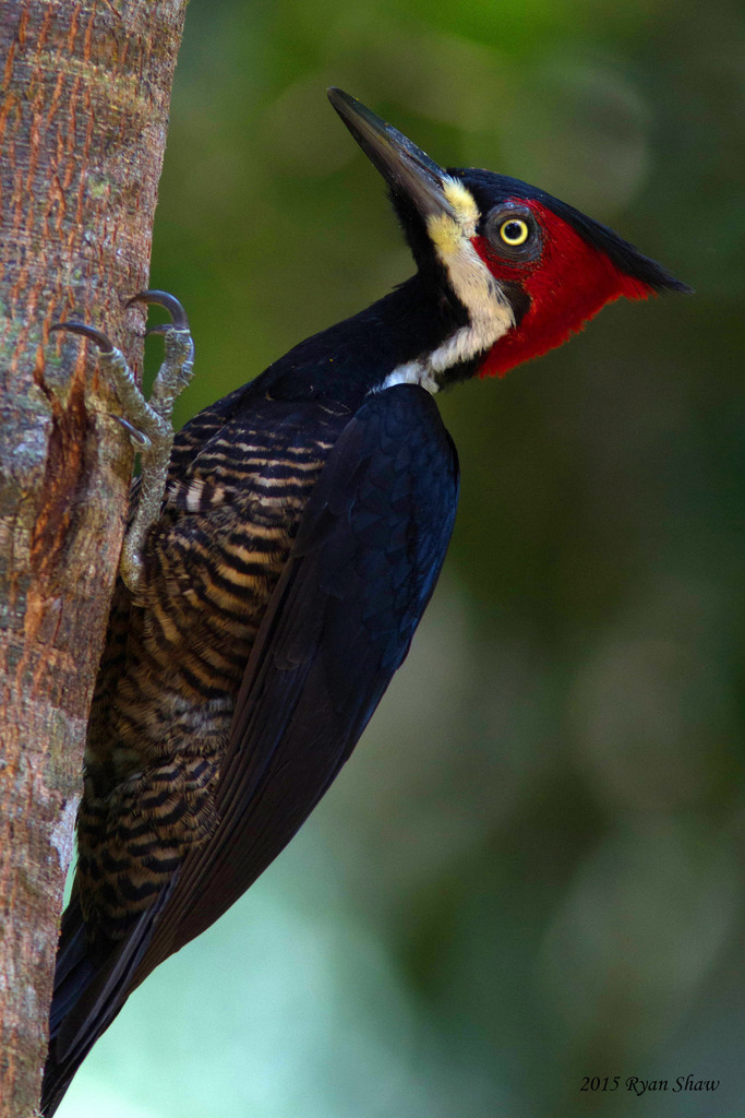 Woodpeckers (Picidae) - Avian Discovery