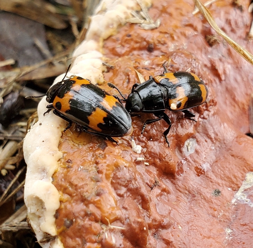 Red-banded Fungus Beetle in November 2024 by jellybean · iNaturalist