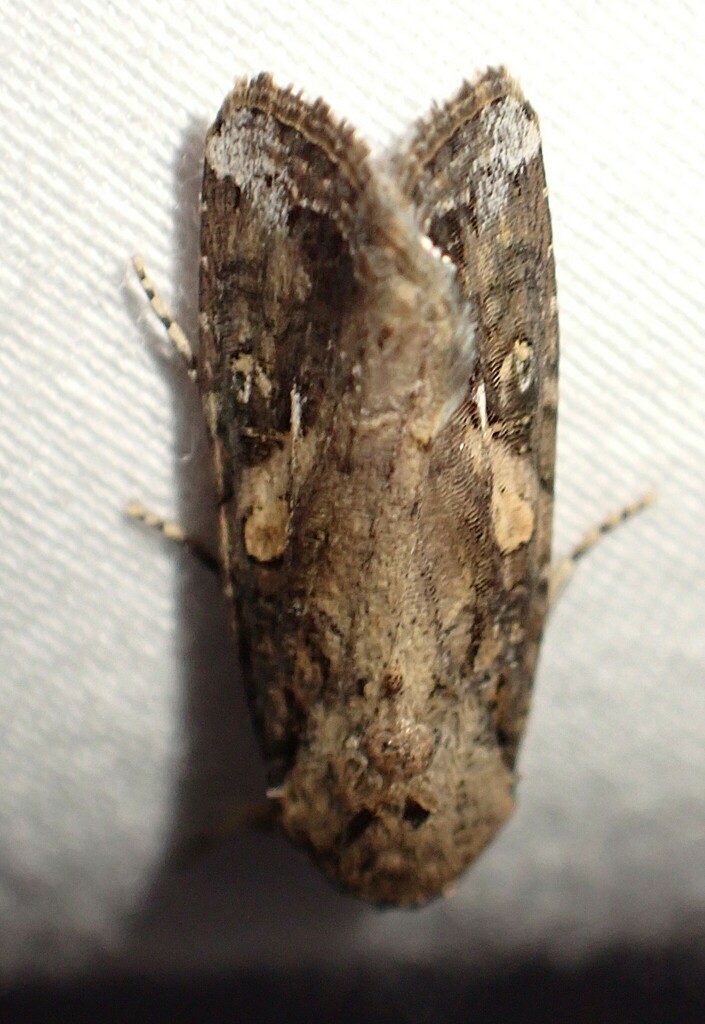 Fall Armyworm Moth from Mission, TX, USA on November 14, 2024 at 07:07 ...