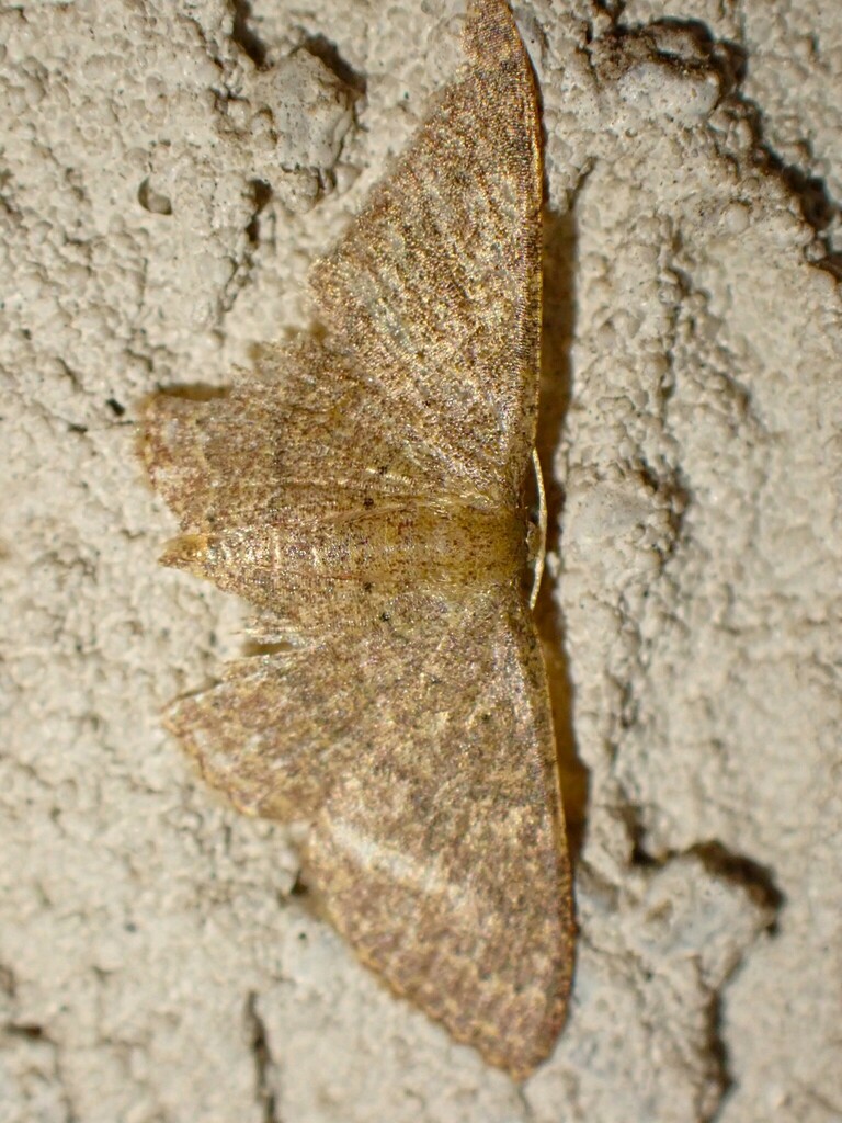 Common Tan Wave from Mission, TX, USA on November 14, 2024 at 07:59 AM ...