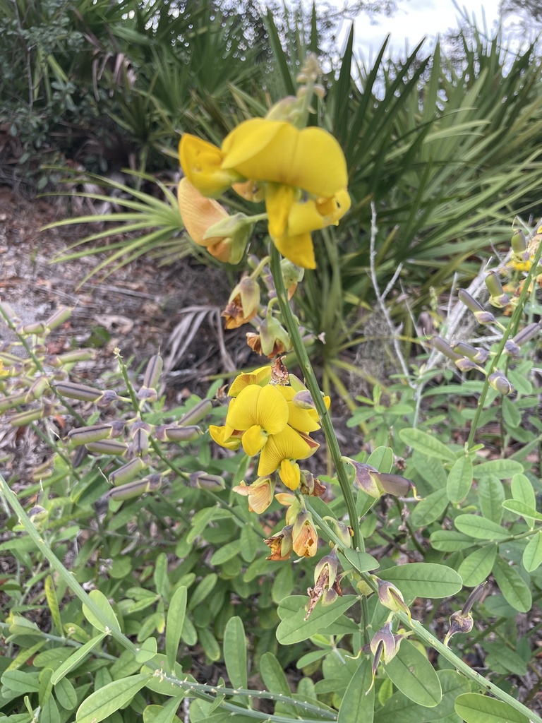 Showy Rattlebox from Blue Jordan Rd, Frostproof, FL, US on November 19 ...