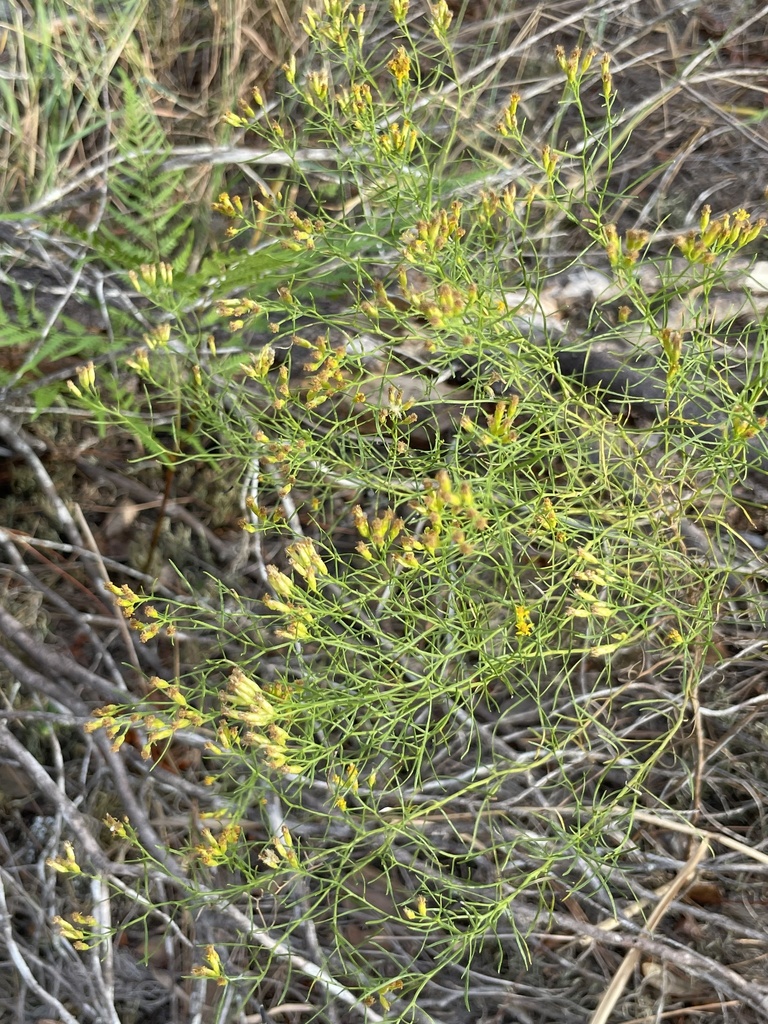 slender goldentop from S Scenic Hwy, Frostproof, FL, US on November 19 ...