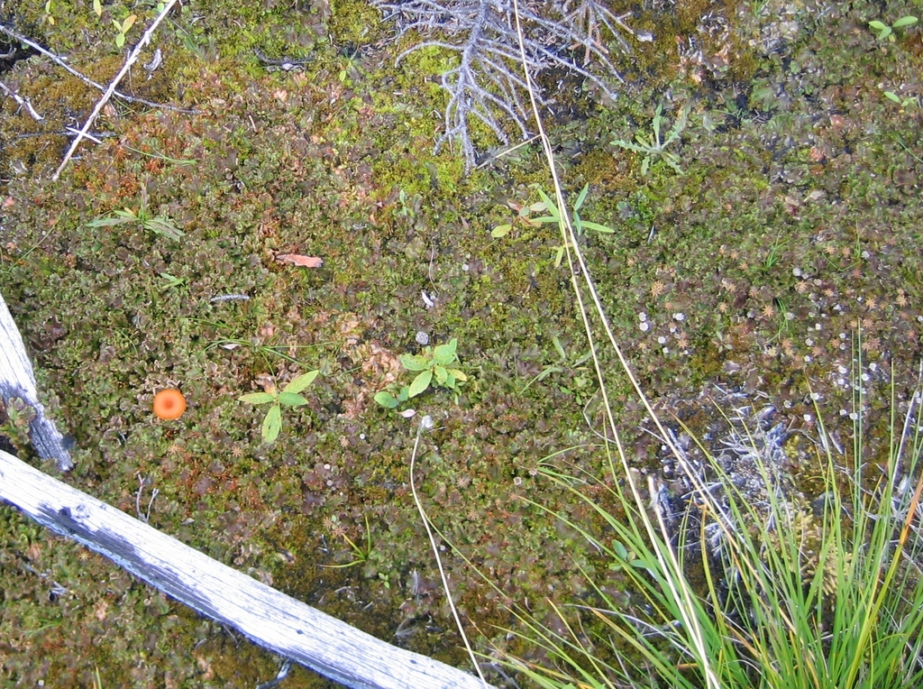 Common Liverwort from Yukon-Koyukuk Census Area, AK, USA on August 13 ...