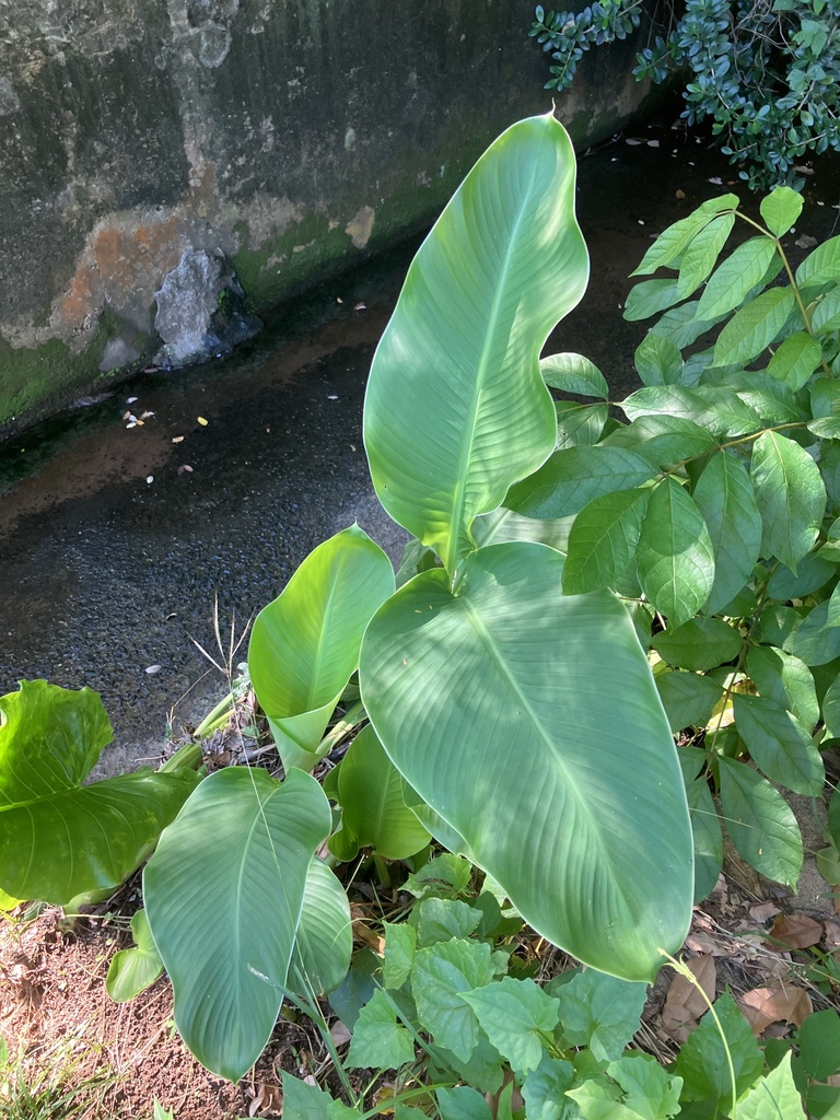 Indian shot from Puerto Rico, San Juan, PR, US on November 19, 2024 at ...