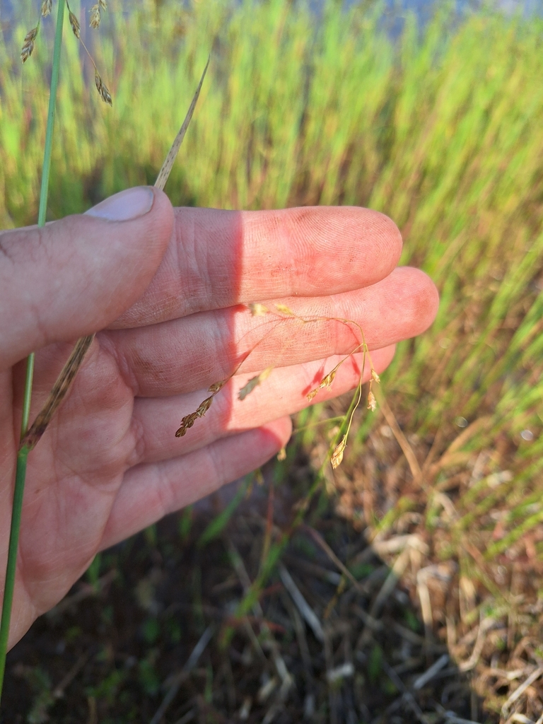northern sweetgrass from Keno City, YT Y0B 1J0, Canada on July 24, 2024 ...