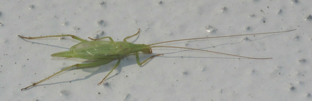 Common Tree Crickets from Raymondville, TX 78580, USA on November 19 ...