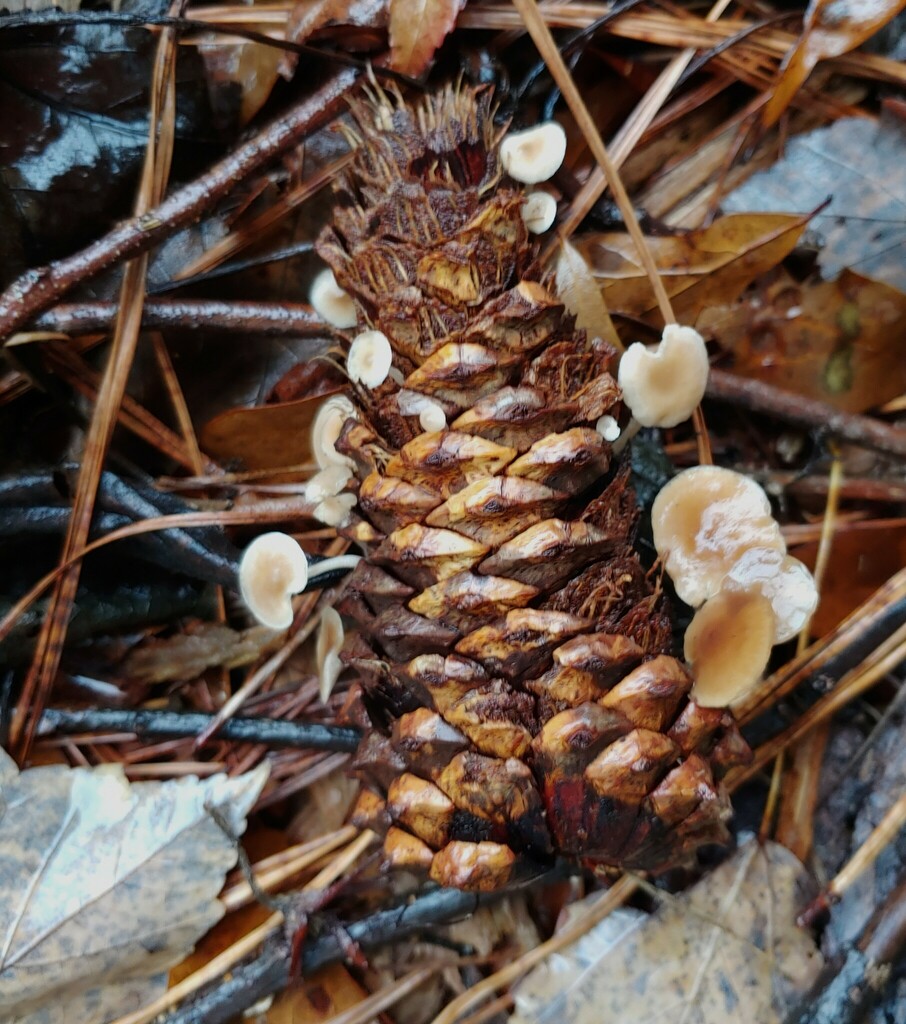 Conifercone Cap from Mountain Park, GA, USA on November 19, 2024 at 03: ...