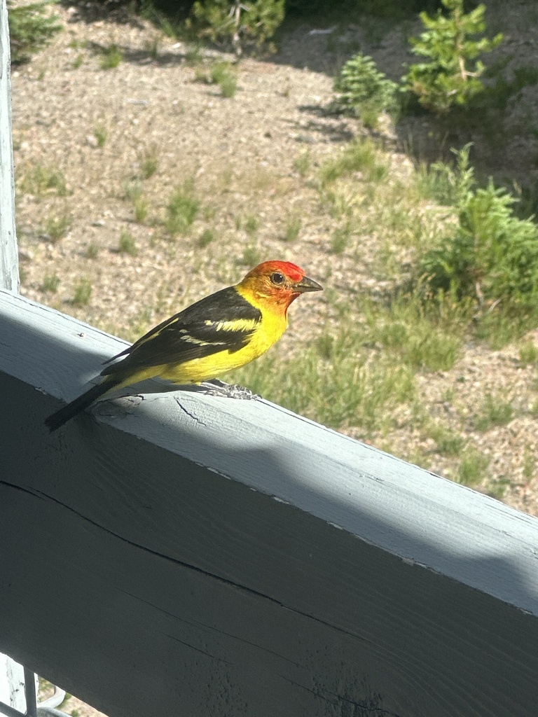 Western Tanager from Crater Lake National Park, Fort Klamath, OR, US on ...