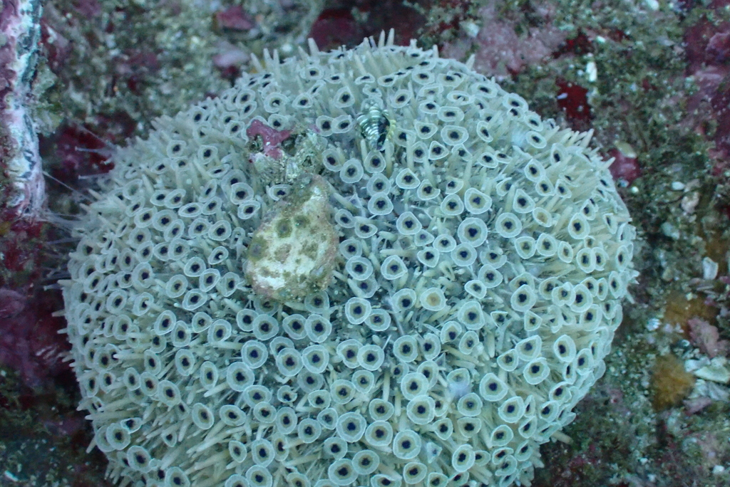 Rose Flower Urchin from La Cruz, CR-GU, CR on May 25, 2024 at 08:29 AM ...