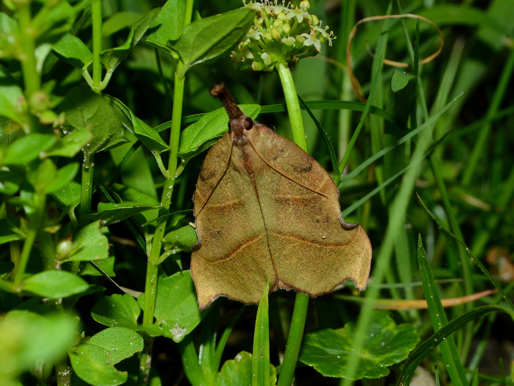 Scaly-legged Pyralids from Quitéria - Rio Grande - RS, Brasil on ...