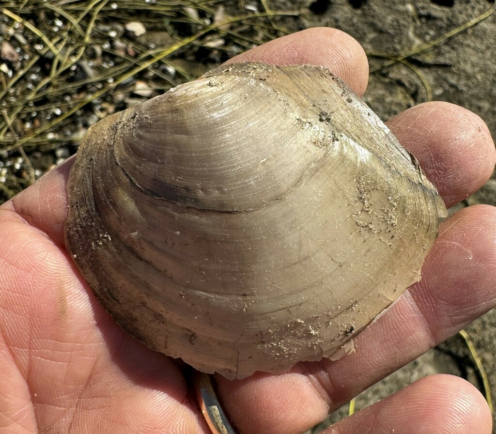 flat floater from Tennessee River, Decatur Harbor, Limestone County, AL ...