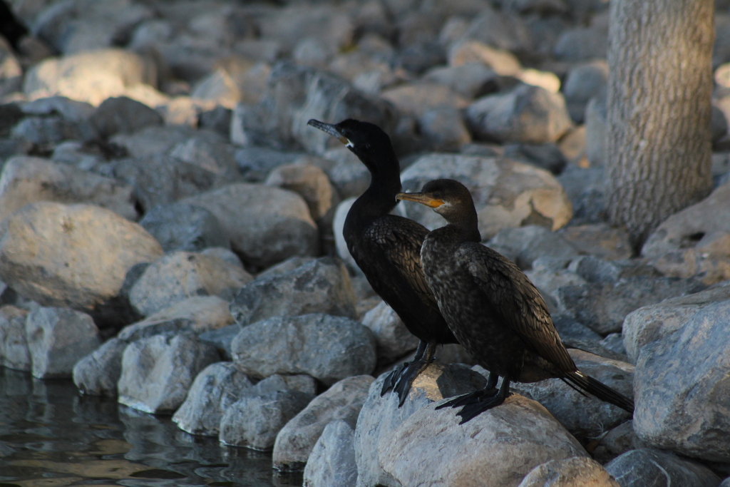 Neotropic Cormorant in November 2024 by Ramón Isaac Miramontes Cinco ...