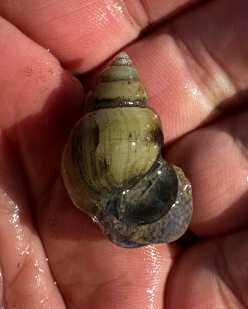 Pointed Campeloma from Tennessee River, Decatur Harbor, Limestone ...