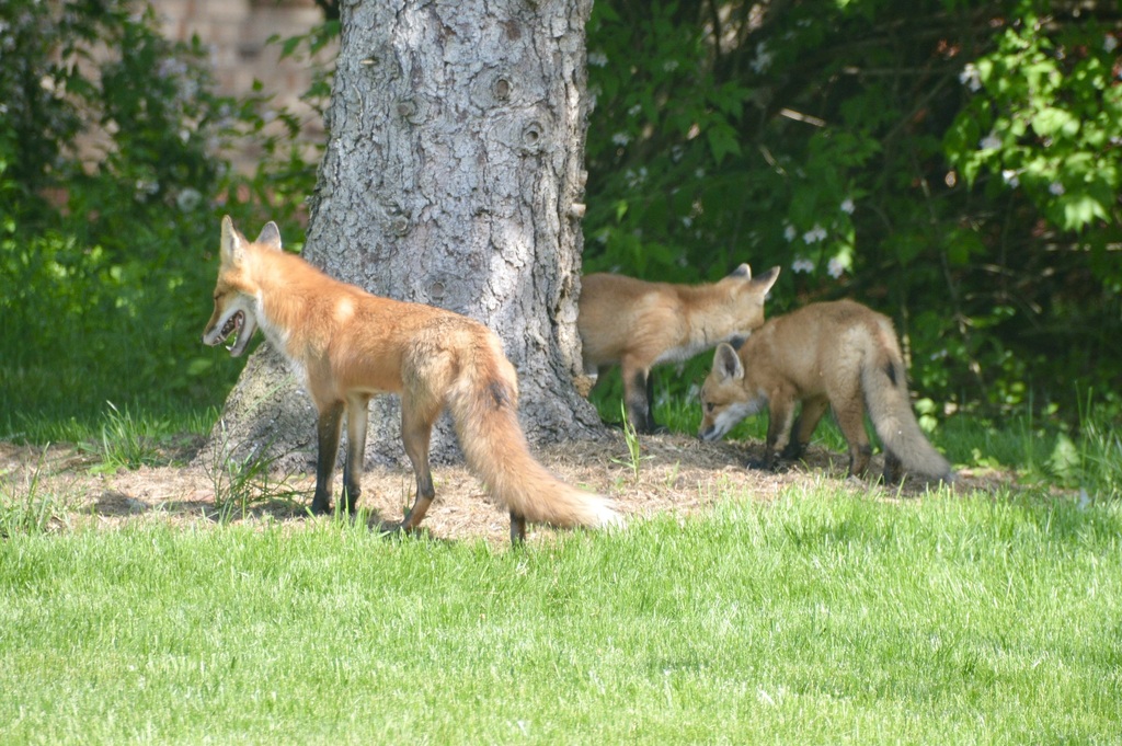 Red Fox from Cumberland Hills, Rochester Hills, MI, USA on May 20, 2024 ...