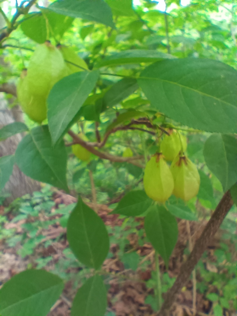 American bladdernut from Vermillion County, IN, USA on May 08, 2024 at ...