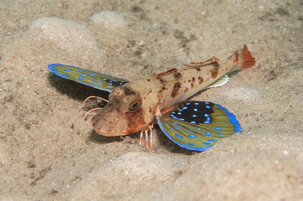 Red Gurnard from Port Stephens NSW 2319, Australia on November 18, 2024 ...