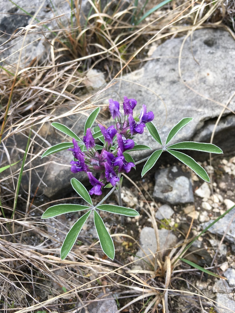Texas Plains Indian breadroot in April 2019 by Drew Finn · iNaturalist