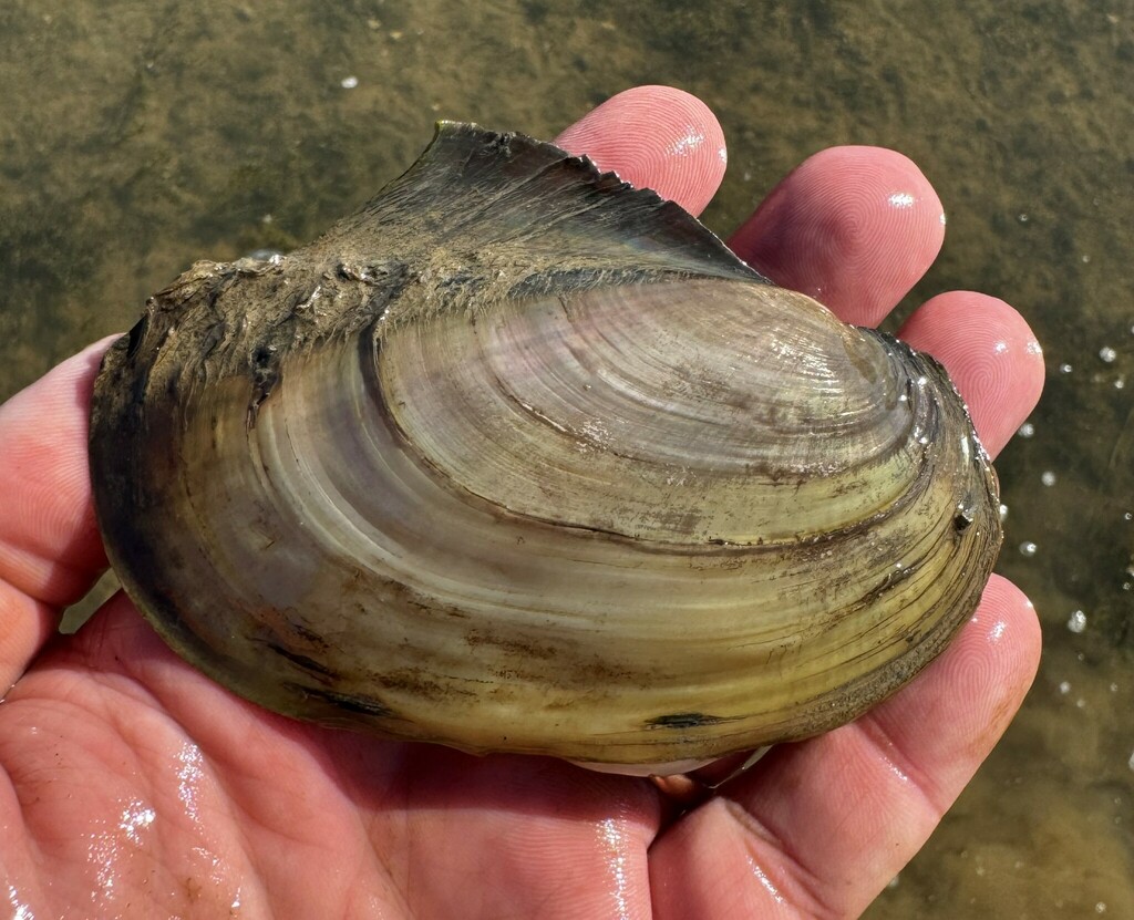 Fragile Papershell from Tennessee River, Decatur Harbor, Limestone ...