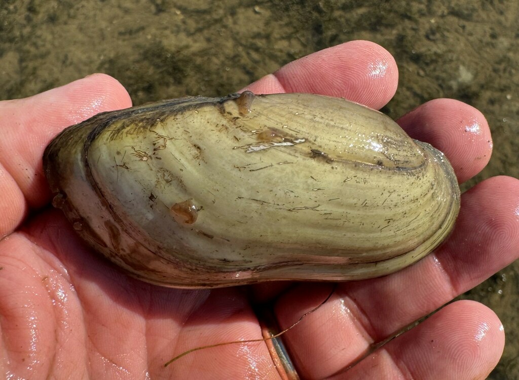 Yellow Sandshell from Tennessee River, Decatur Harbor, Limestone County ...