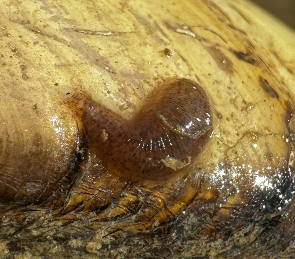 Helobdella from Tennessee River, Decatur Harbor, Limestone County, AL ...