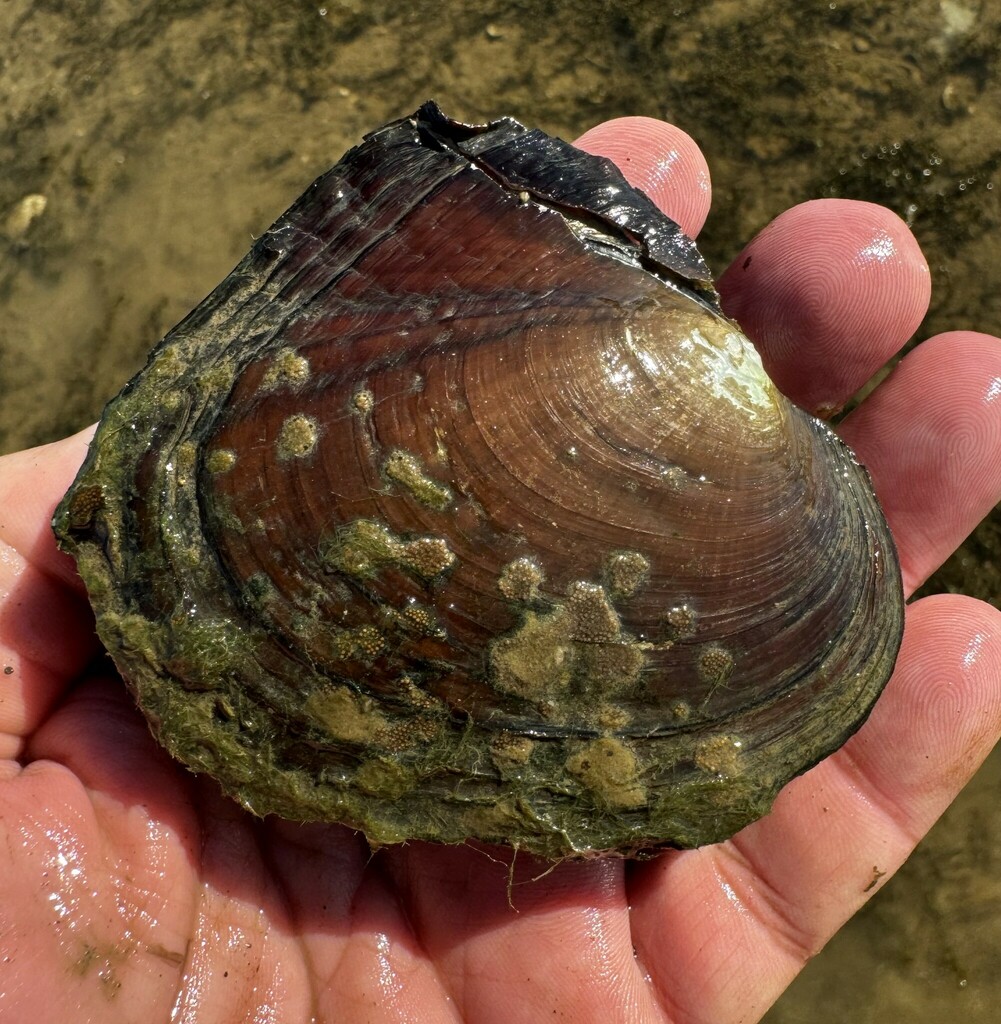 White Heelsplitter from Tennessee River, Decatur Harbor, Limestone ...