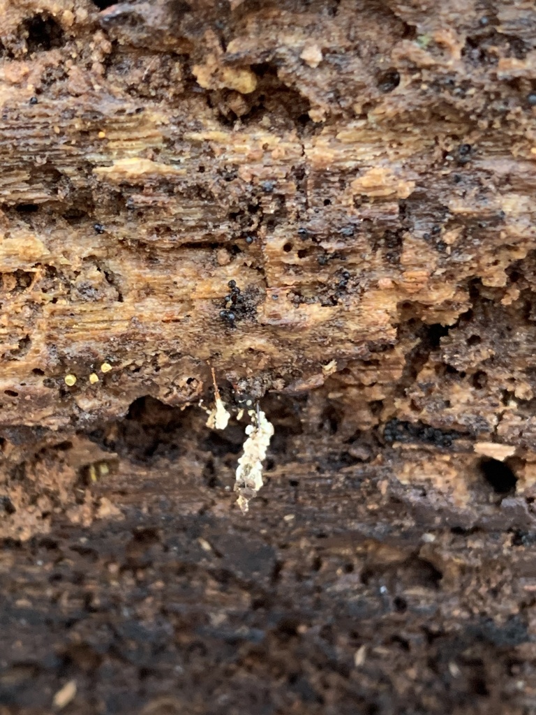 Zombie-Ant Fungi from Hoosier National Forest, Paoli, IN, US on ...
