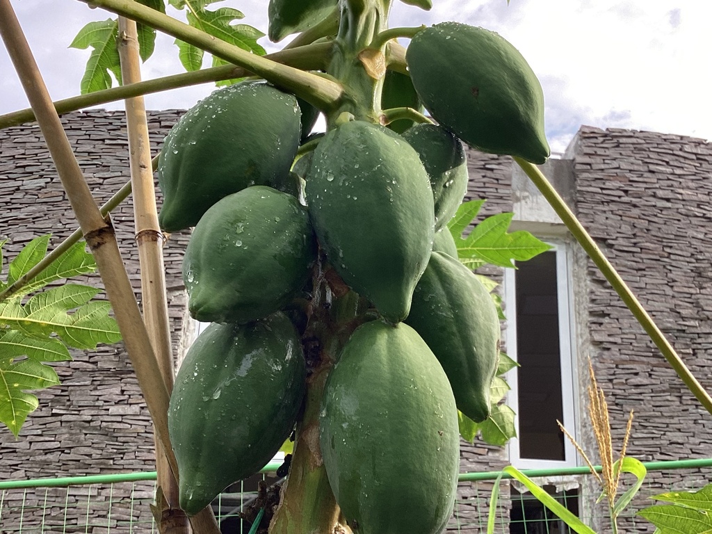 Papaya from 巴楠花部落中小學, 杉林區, 高雄市, TW on November 13, 2024 at 08:11 AM by ...