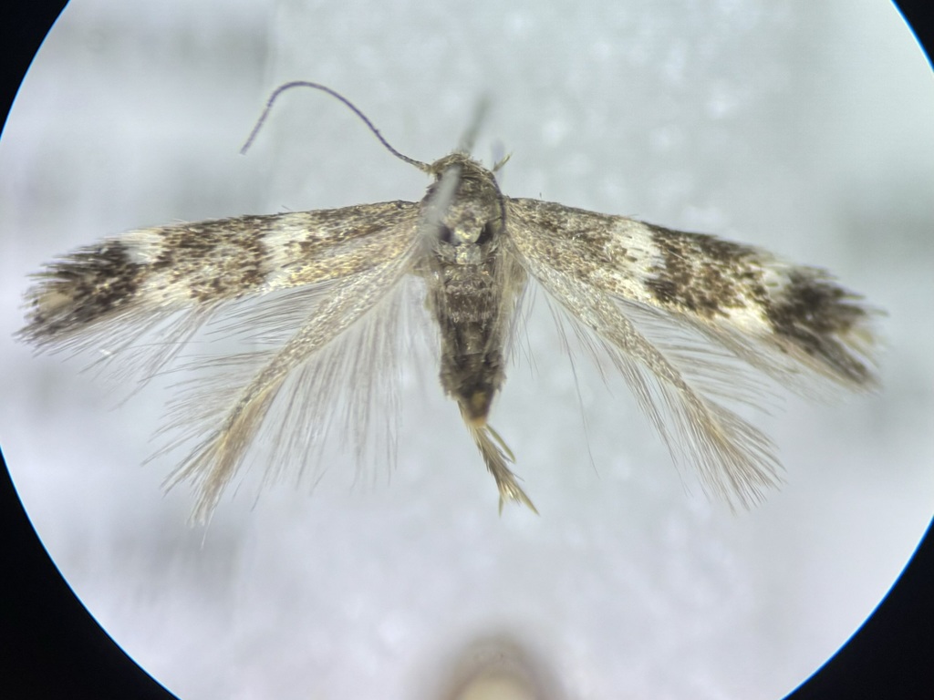 Typical Grass Miner Moths from Montour County, PA, USA on April 13 ...