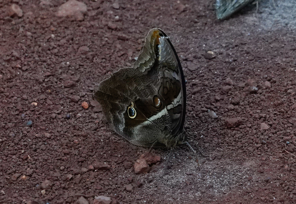 Eryphanis reevesii from Iguazú Department, Misiones Province, Argentina ...