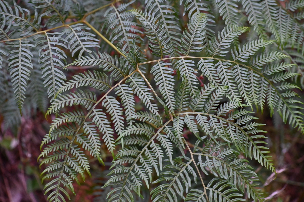 Austral Bracken (Pteridium esculentum) - Botanical Realm