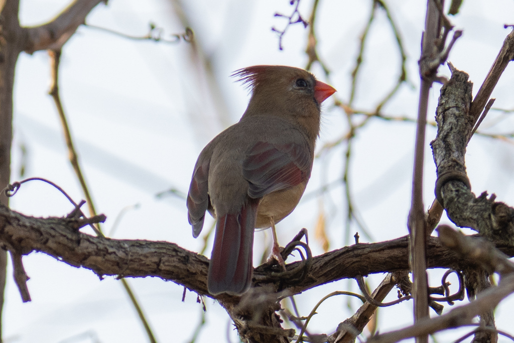 Northern Cardinal from Fort Hunt, VA, USA on November 19, 2024 at 08:43 ...