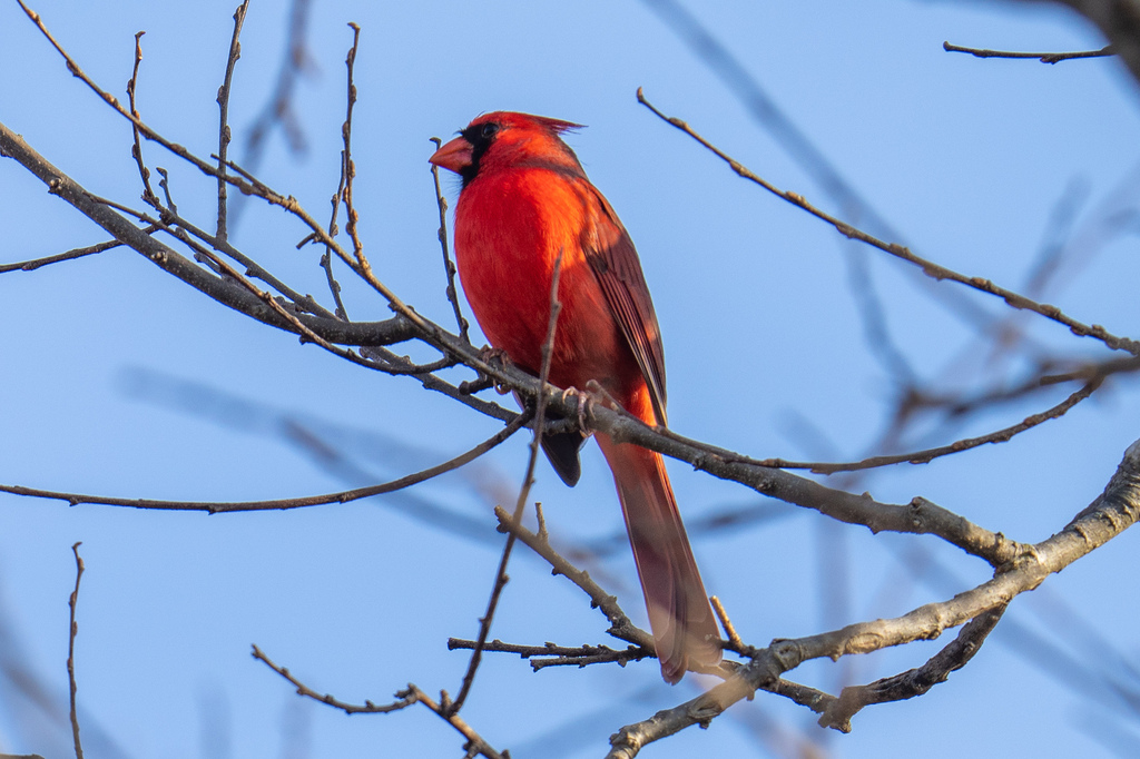 Northern Cardinal from Fort Hunt, VA, USA on November 19, 2024 at 08:33 ...
