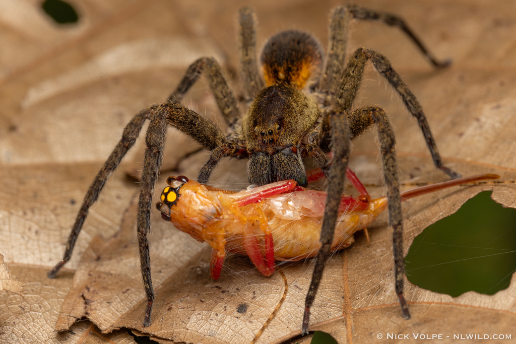 Wandering Spiders from Paucartambo Province, Peru on October 26, 2024 ...