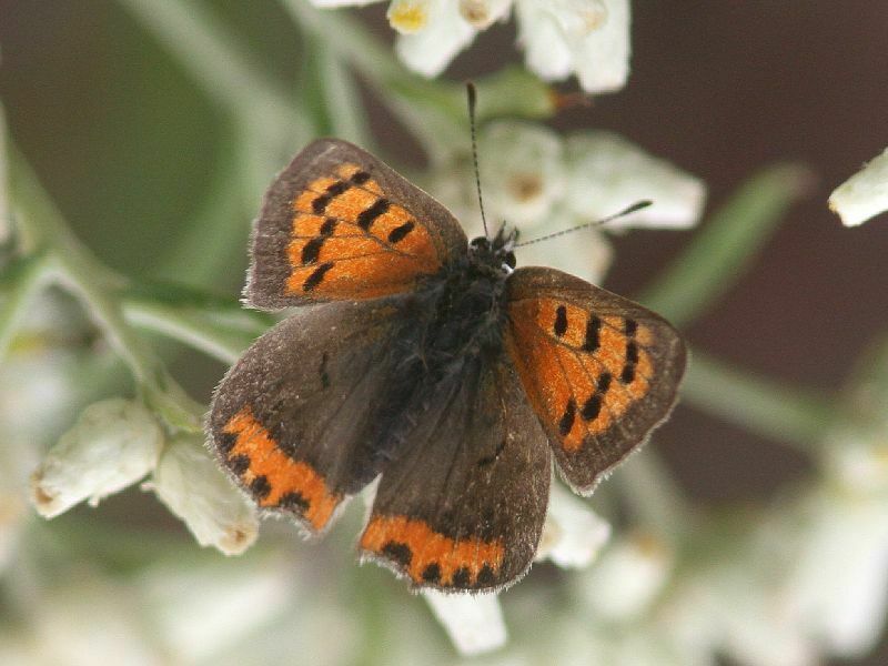 American Copper from Riis Park, Queens, NY, USA on September 25, 2011 ...