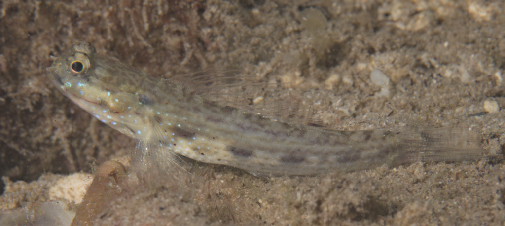King goby from Gapang Bay, Pulau Weh, Aceh, Sumatra, Indonesia on ...