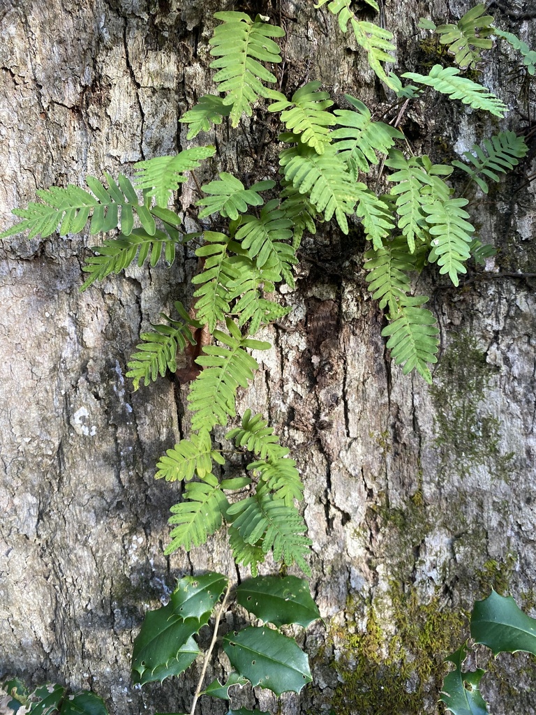 resurrection fern from Mattaponi, Mascot, VA, US on November 19, 2024 ...