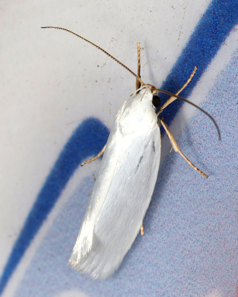 Timber Moths from Wongarra VIC 3234, Australia on November 18, 2024 at ...