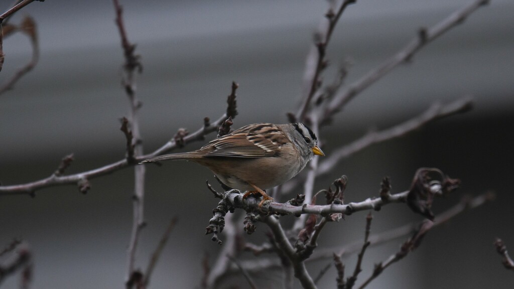 White-crowned Sparrow from Skagit County, WA, USA on November 19, 2024 ...