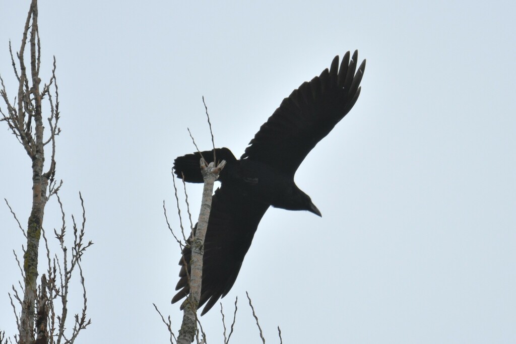 Common Raven from Skagit County, WA, USA on November 19, 2024 at 12:20 ...