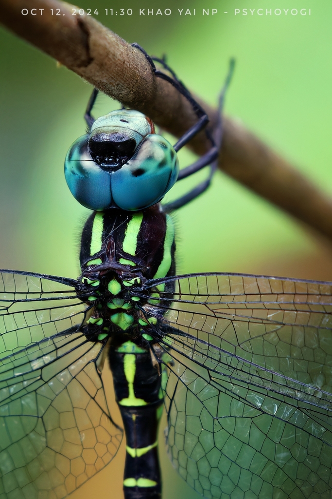 Indaeschna ornithocephala from Khao Yai National Park on October 12 ...
