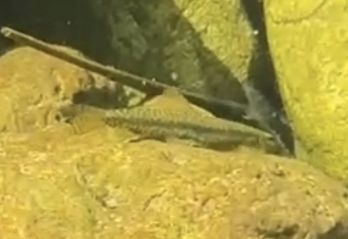 Erromyzon sinensis · NaturaLista Colombia