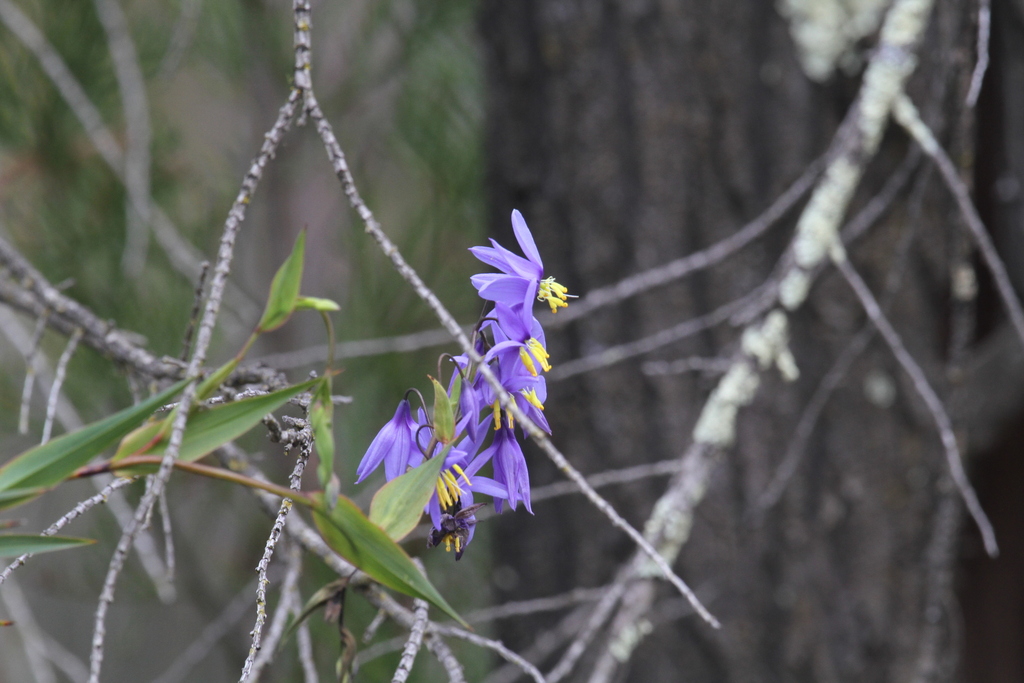 nodding blue lily from Chiltern VIC 3683, Australia on September 17 ...