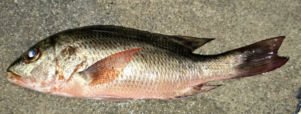 Colorado Snapper from Abelardo L. Rodríguez, 28863 Manzanillo, Col ...