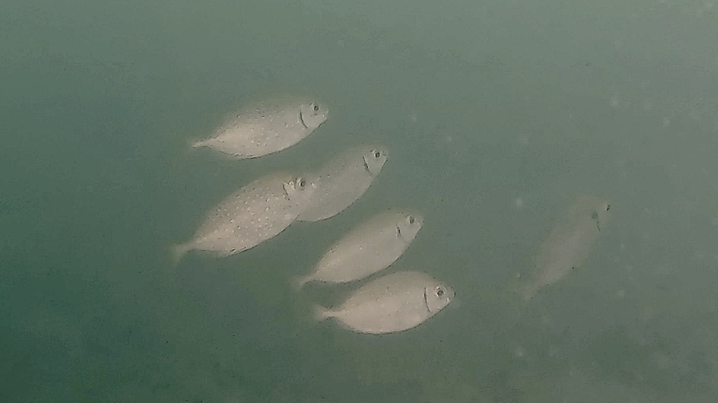 Dusky Rabbitfish from Port Shelter, New Territories, HK on November 16 ...