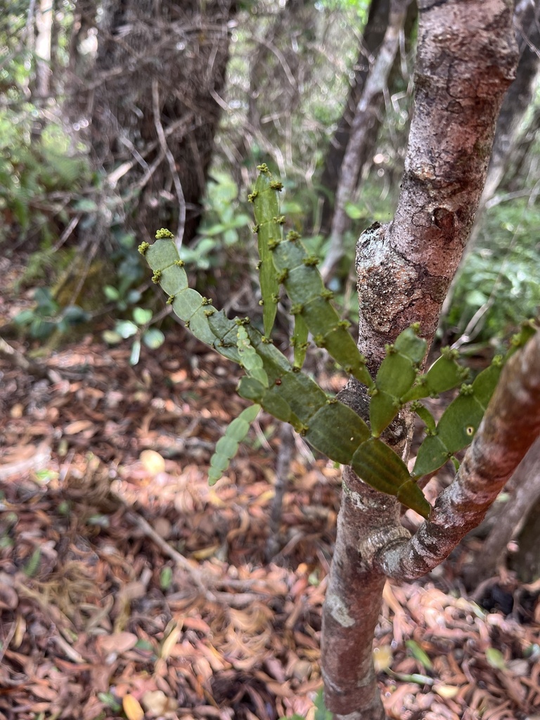 Kaumahana in November 2024 by birdguybob. Parasitic weed/plant growing ...