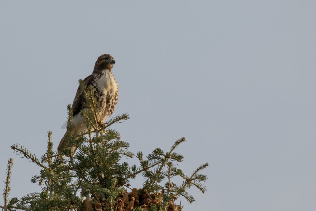 Red-tailed Hawk from Washington County, UT, USA on November 19, 2024 at ...